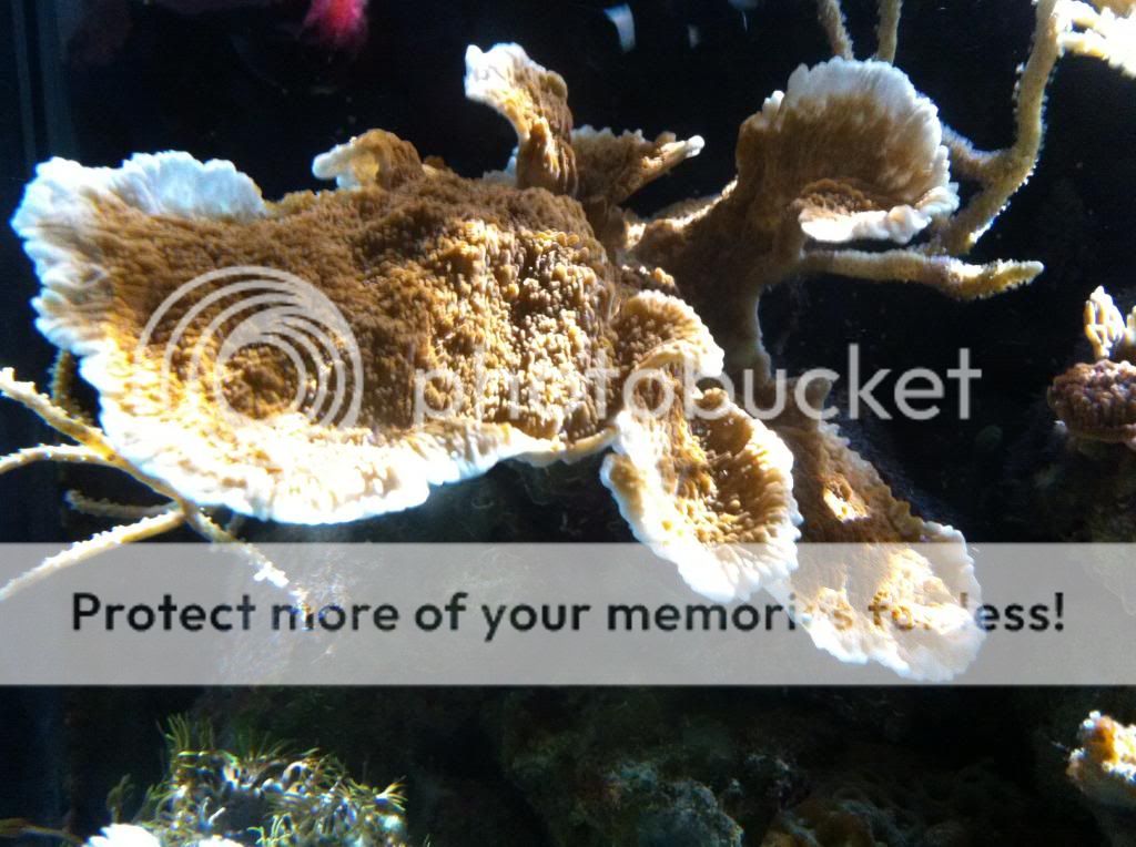 Share your favorite Montipora Caps types and photos! | Reef2Reef