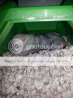 PA (Erie)-2 male rats for adoption | Rat Forum