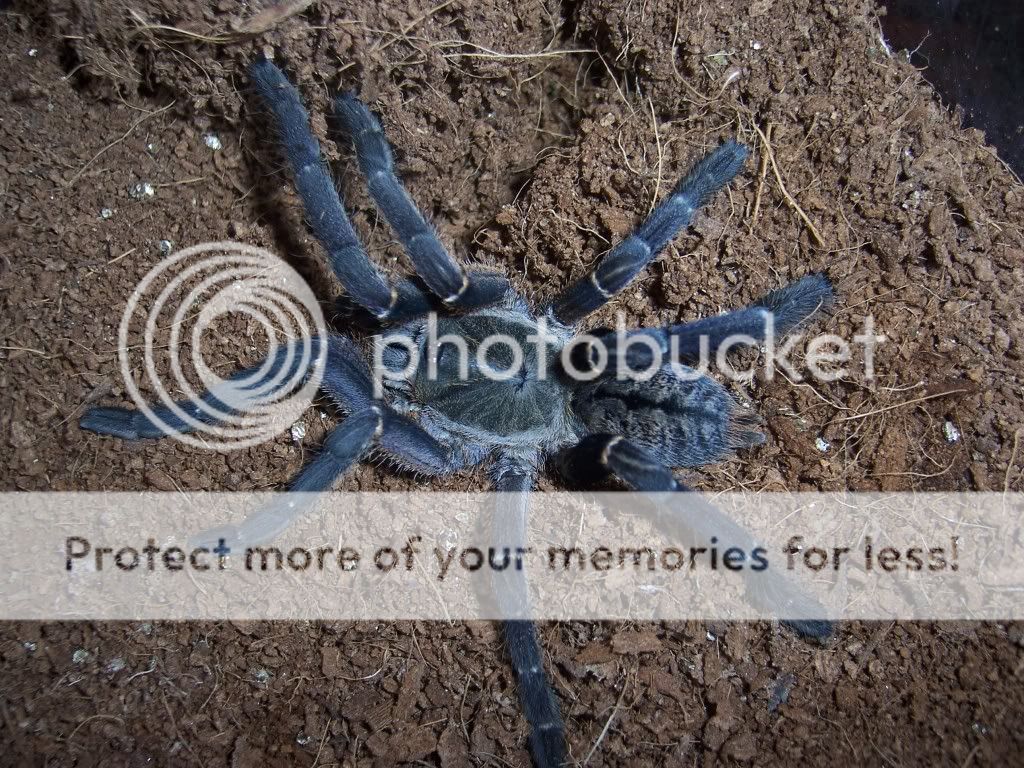 A few Pics | Reptile Forums